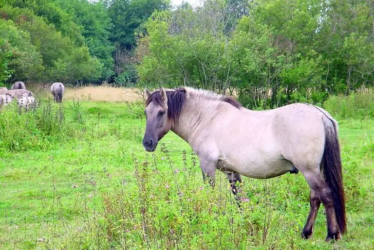 CABALLO TARPÁN » Historia, Tipos y Características - Cumbre Pueblos