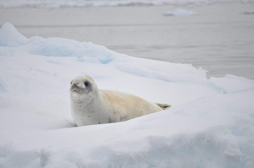 FOCA POLAR » Características, Hábitat, Alimento, Reproducción, Amenazas ...