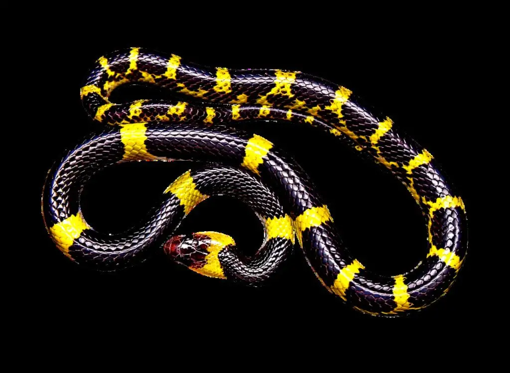 SERPIENTE DE CORAL » Características, Comportamiento, Veneno - Cumbre ...