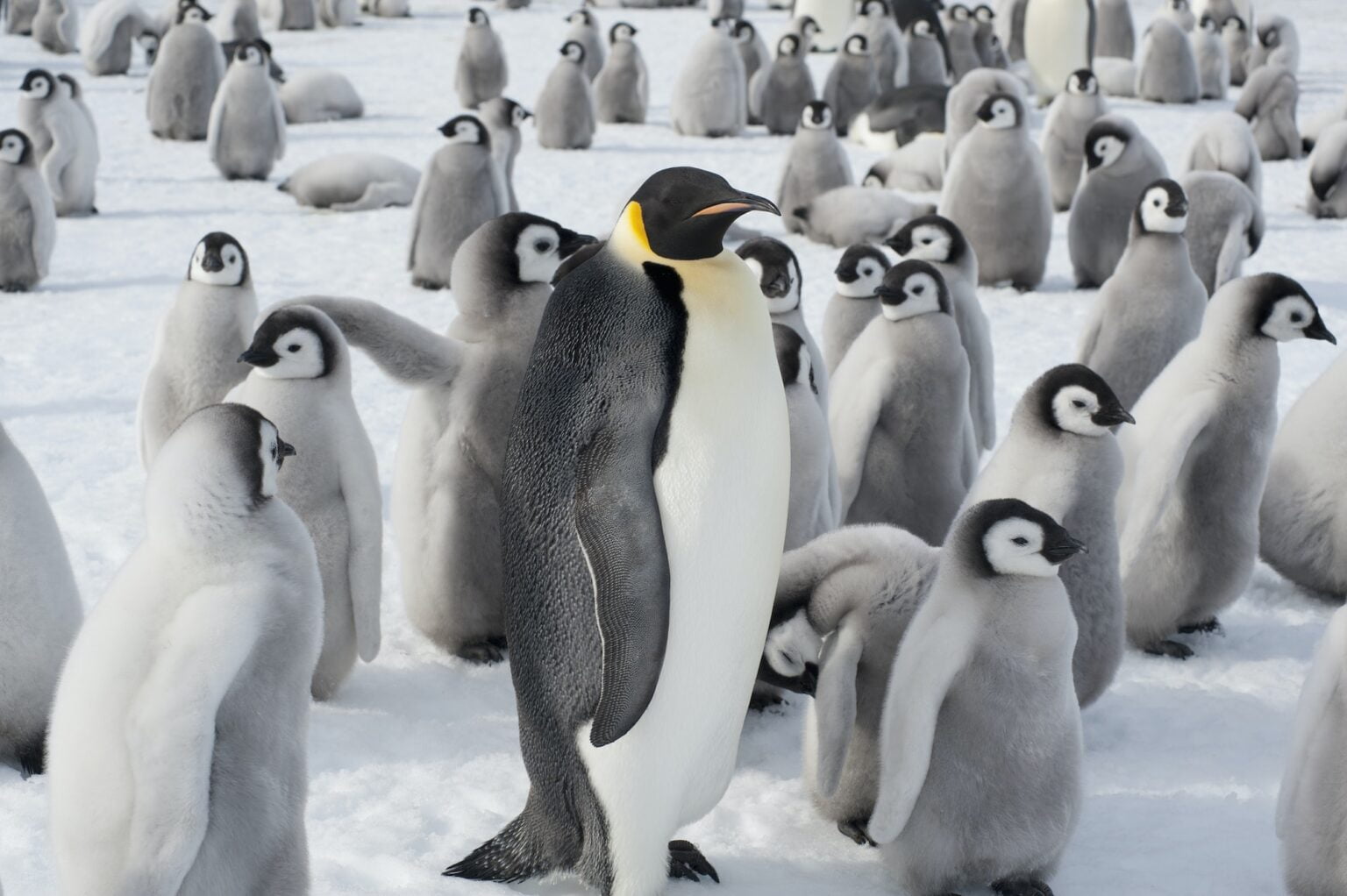 PingÜino Emperador Características Alimentación Reproducción