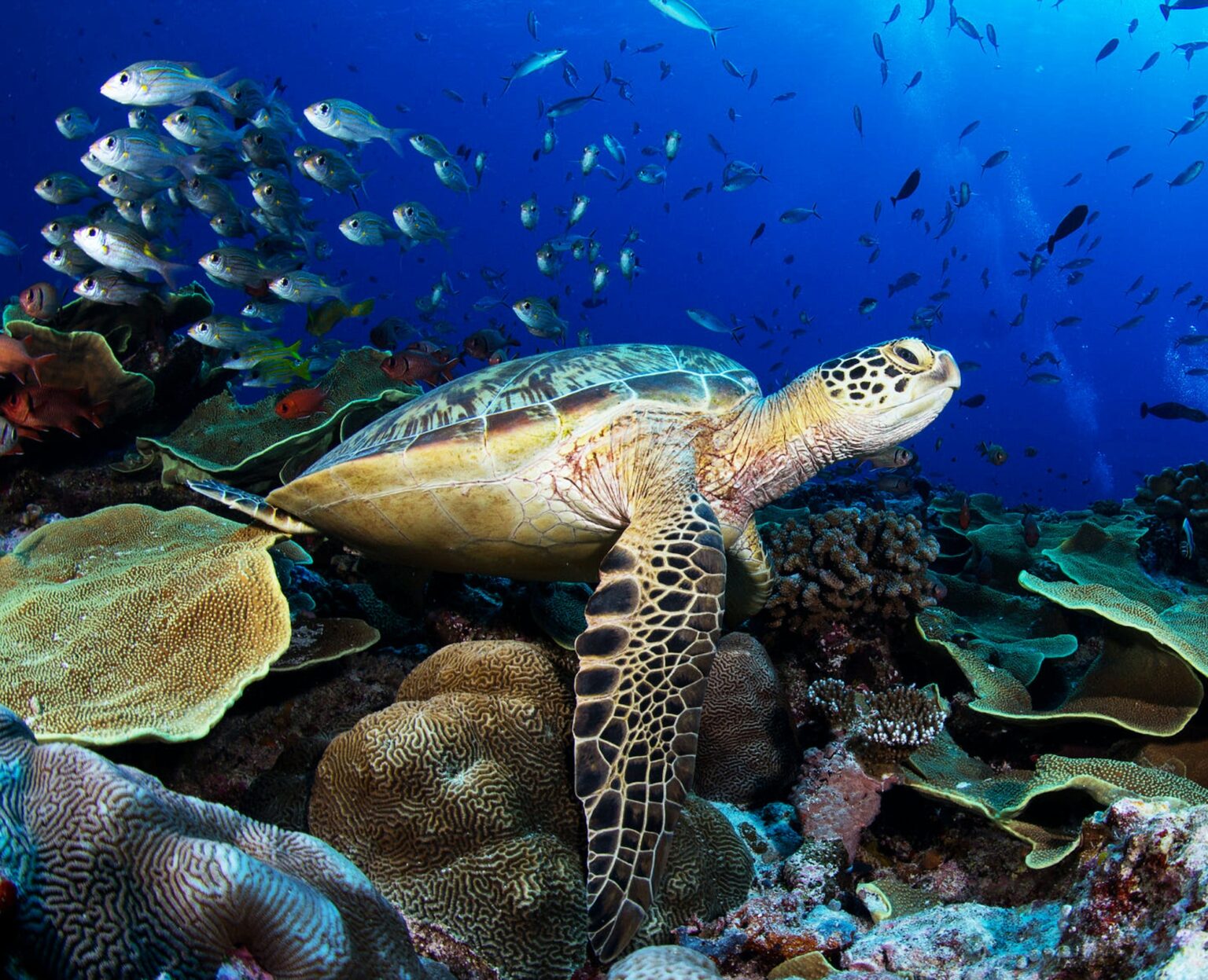 TORTUGAS TERRESTRES » Características, Especies, Hábitat, Amenazas ...
