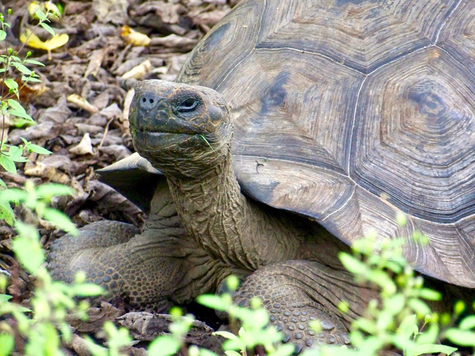 TORTUGA GALÁPAGOS Características, Comportamiento, Hábitat - Cumbre Pueblos