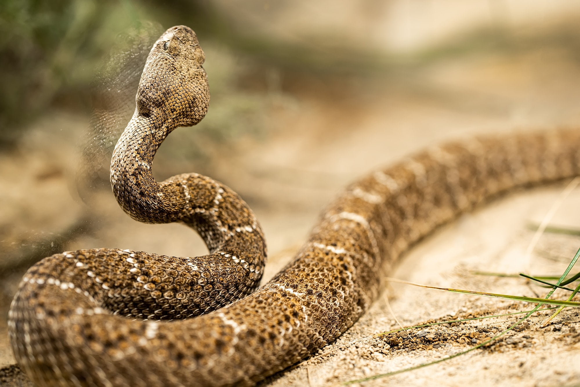 SERPIENTE CASCABEL » Características, Alimentación, Reproducción ...
