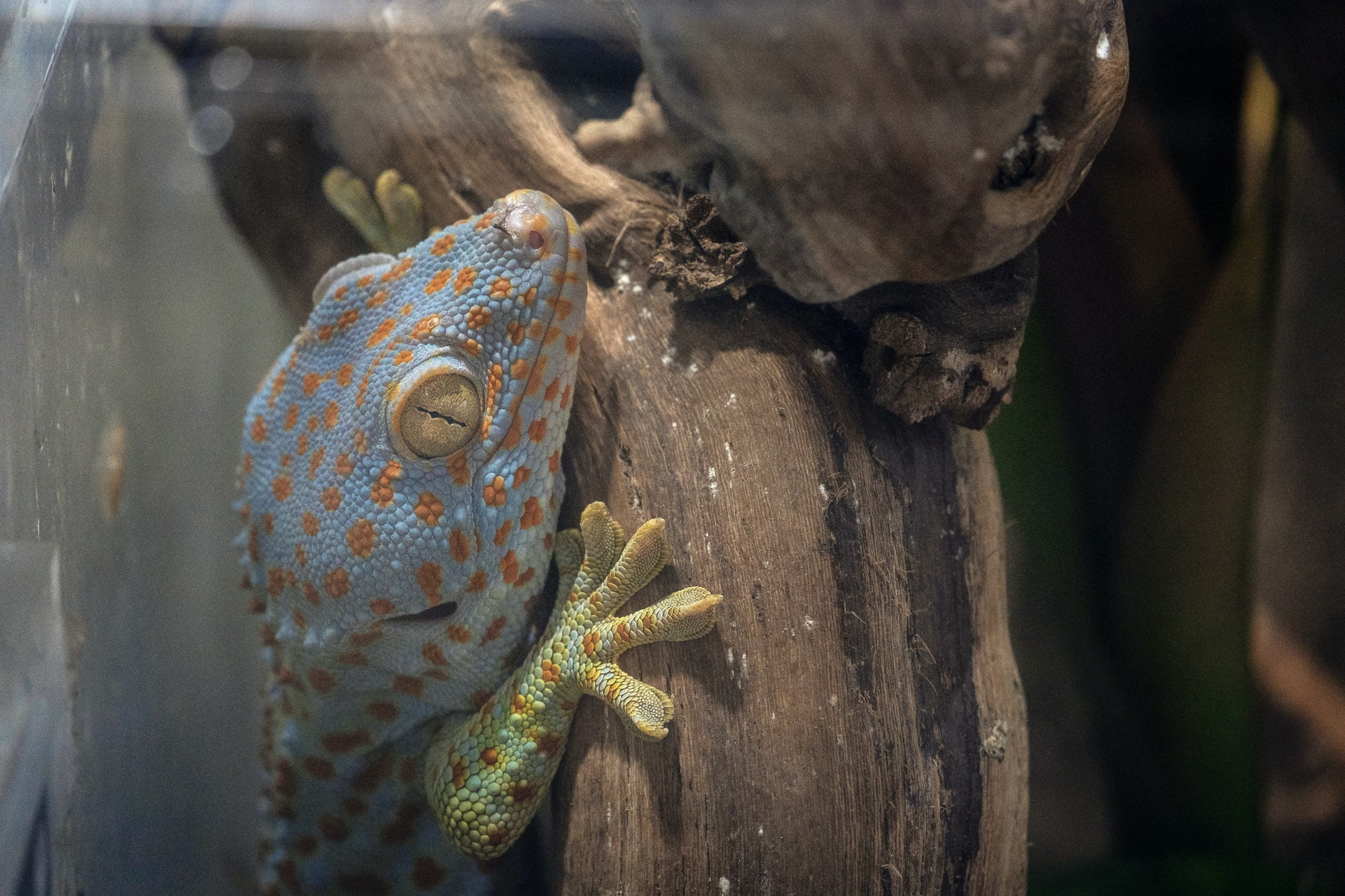 GECKO » Características, alimentación, especies y curiosidades - Cumbre ...