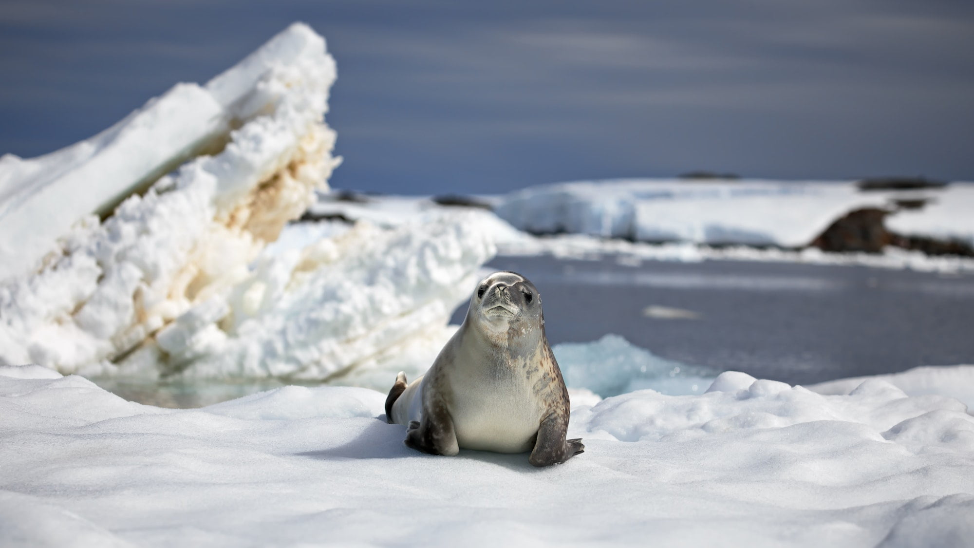 FOCA CANGREJERA » Características, hábitat, reproducción y amenazas ...