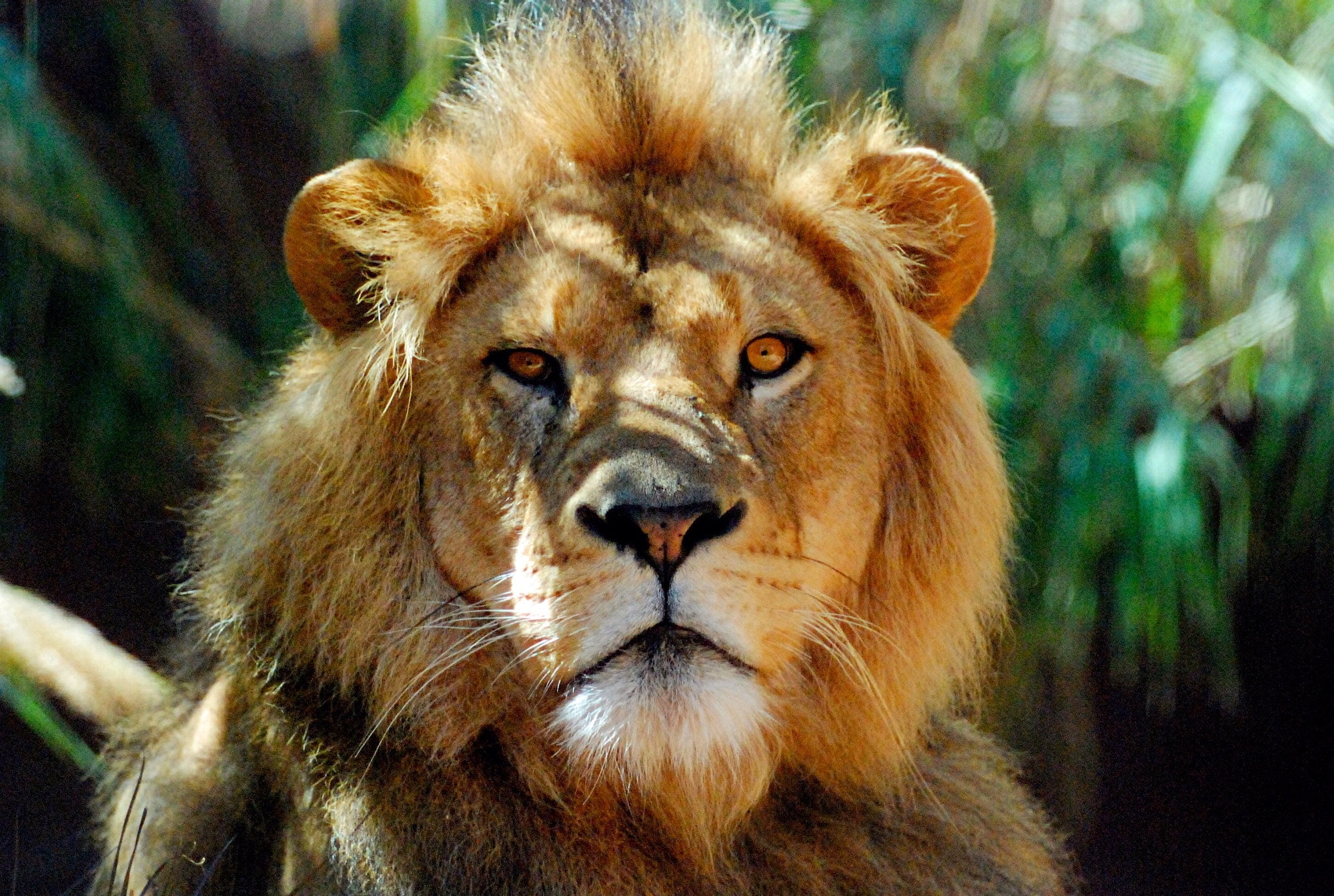 ANIMALES CARNÍVOROS » Ejemplos, Lista y Características