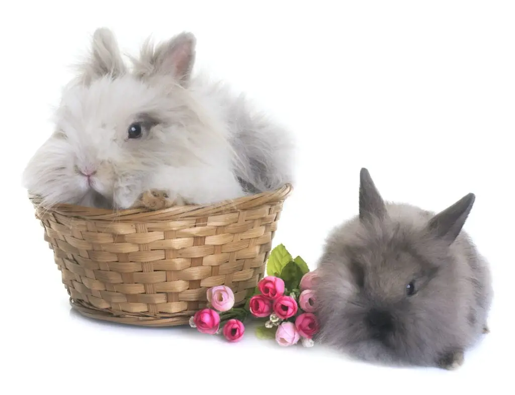 CONEJOS » Características, Hábitat, Alimento, Cuidados, Domesticación ...