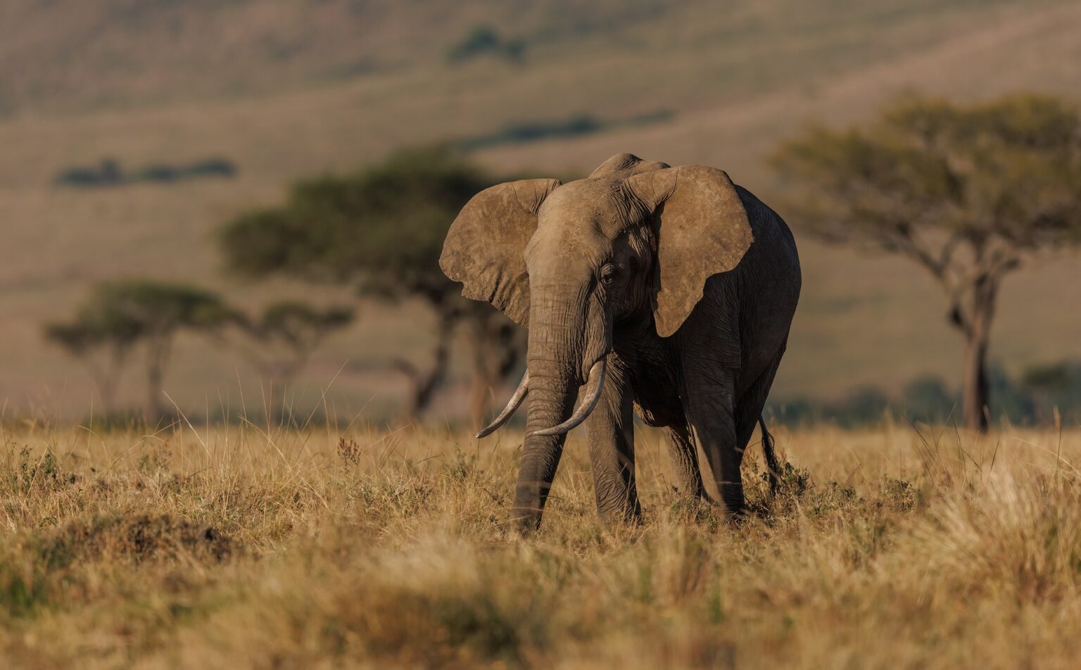 ELEFANTE ASIÁTICO » Alimentación, hábitat y reproducción - Cumbre Pueblos