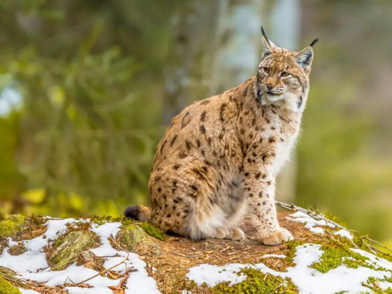 LINCE » Características, Hábitat, Alimento, Reproducción - Cumbre Pueblos