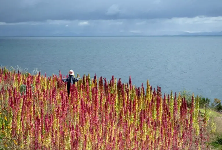 Región Yunga: Yunga Marítima y Yunga Fluvial - Cumbre Pueblos