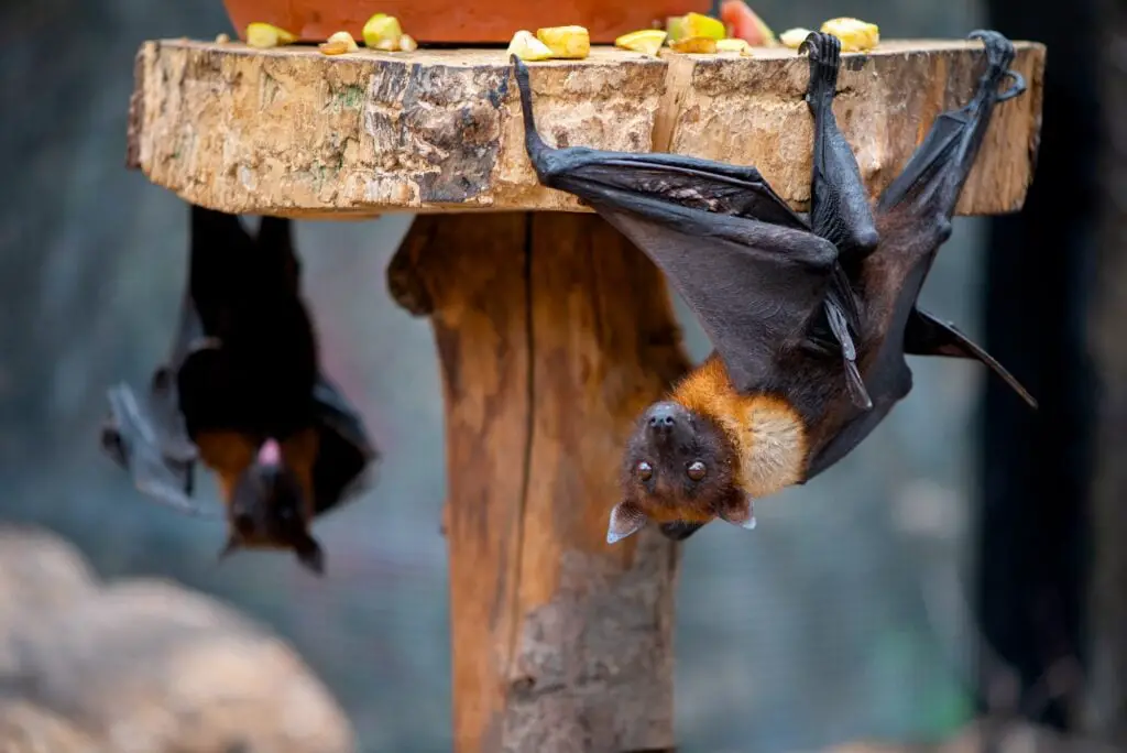 MURCIÉLAGO EN ESPAÑA » Características, Ecolocación, Hábitat. - Cumbre ...