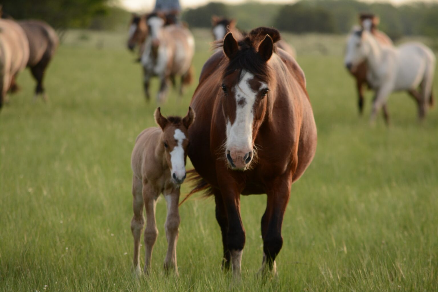 CABALLO CRIOLLO » Origen, Cómo es, Comportamiento - Cumbre Pueblos