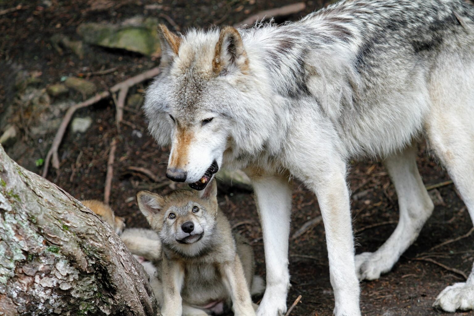 LOBO GRIS » Características, hábitat, alimentación, reproducción y ...