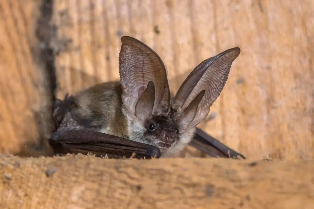 MURCIÉLAGO EN ESPAÑA » Características, Ecolocación, Hábitat. - Cumbre ...