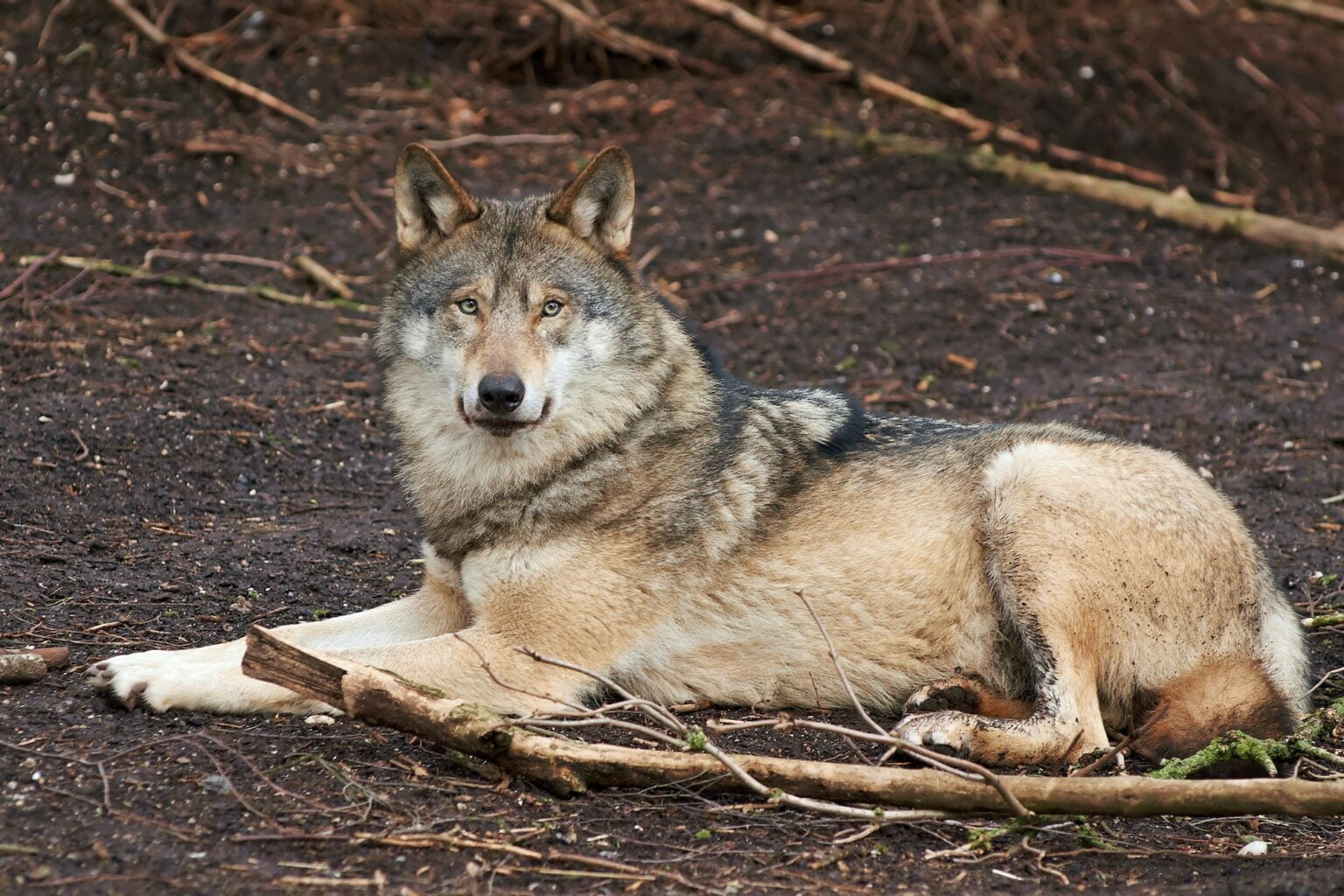 LOBO ROJO » Características, Hábitat, Alimentos, Reproducción, Tipos De ...