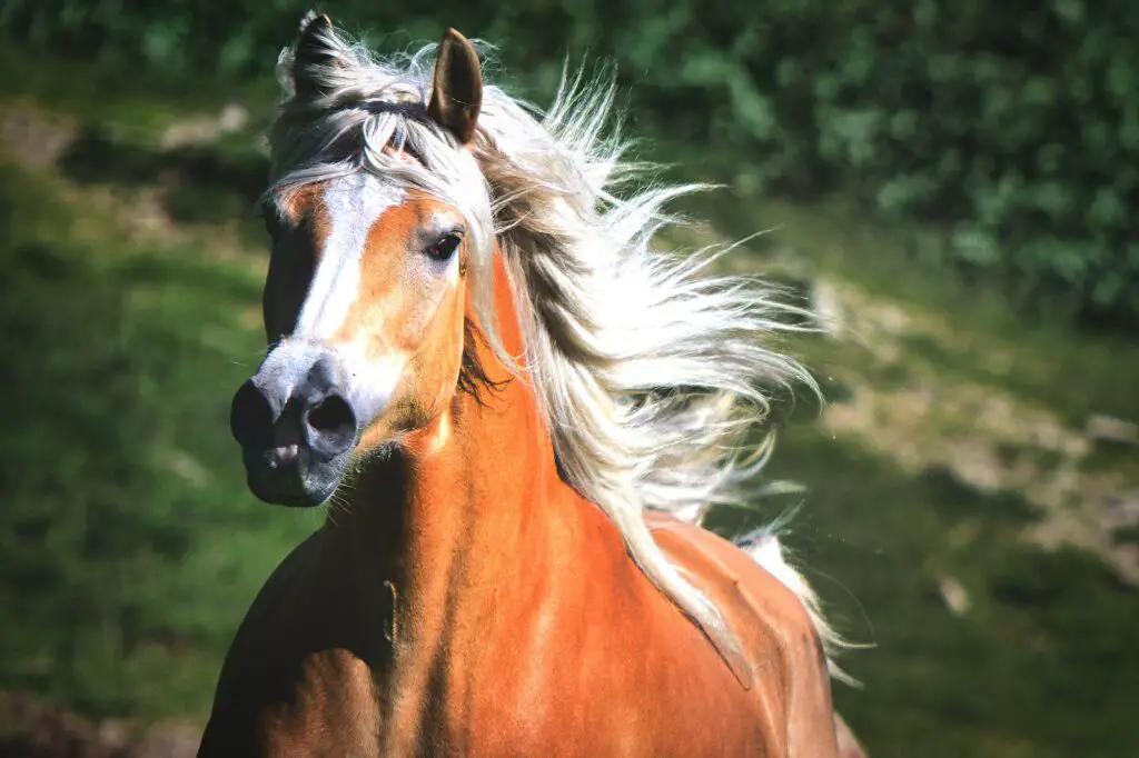 TAXONOMÍA DE LOS CABALLOS » Descripción completa - Cumbre Pueblos