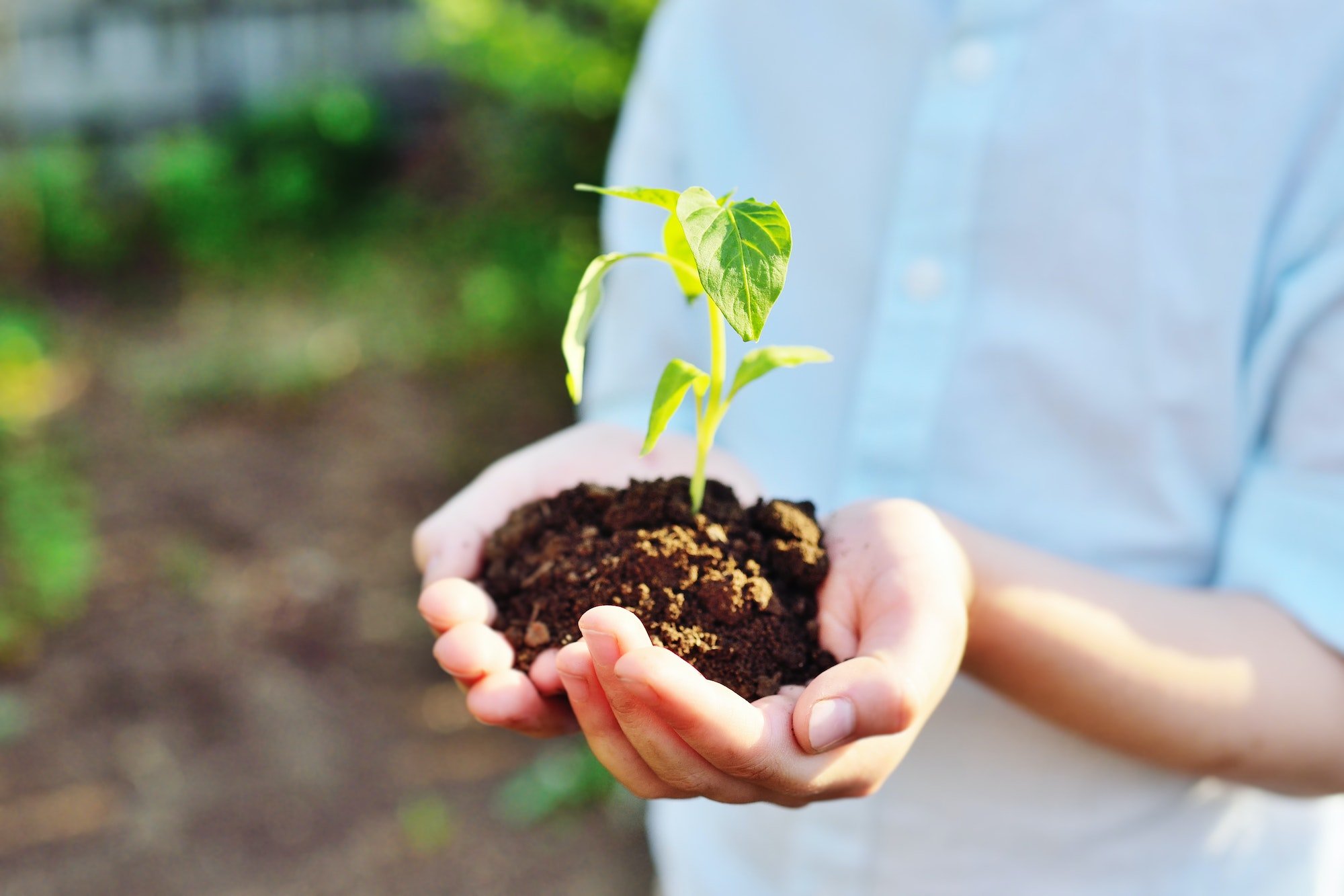 FOTOSÍNTESIS » Qué es, Fases, Tipos - Cumbre Pueblos
