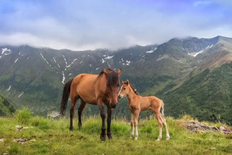 TAXONOMÍA DE LOS CABALLOS » Descripción completa - Cumbre Pueblos