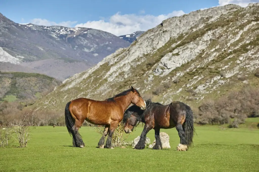 TAXONOMÍA DE LOS CABALLOS » Descripción completa - Cumbre Pueblos