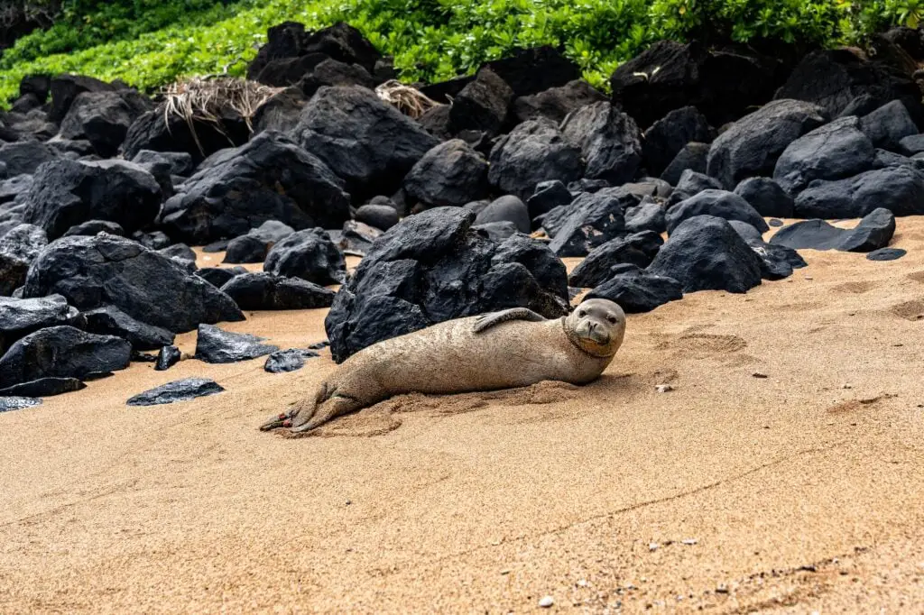 FOCA MONJE » Características, Hábitat, Que Come, Amenazas, Peligro de ...