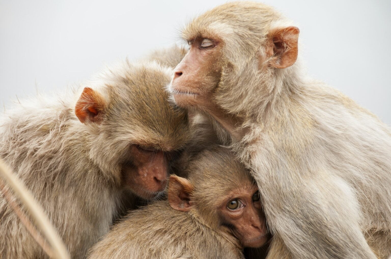 MONO » Características, Hábitat, Alimentos, Reproducción, Tipos De ...