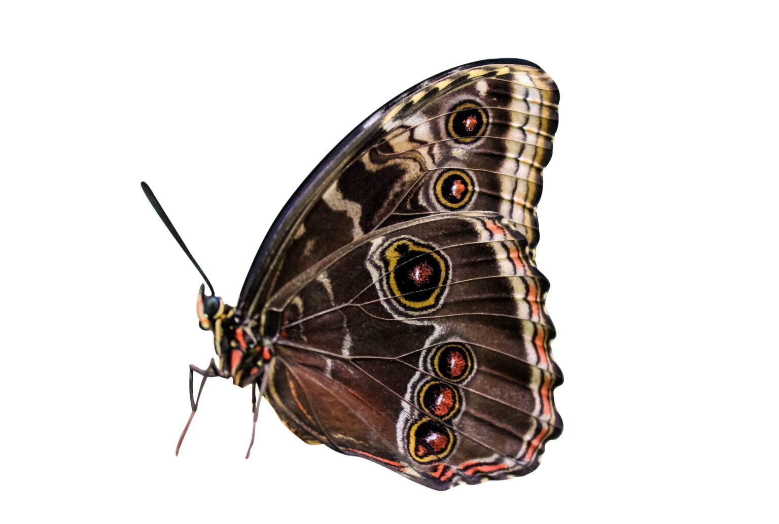 Animales Invertebrados » Conoce su extraordinario mundo