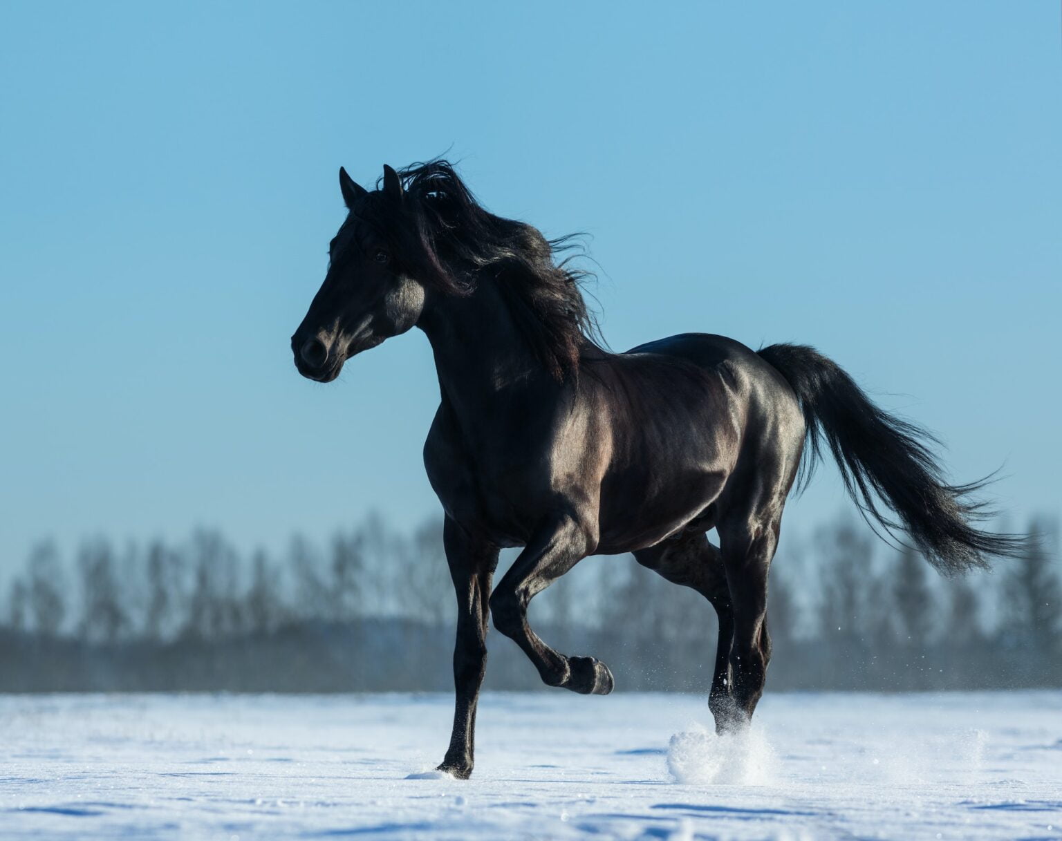 CABALLO » Características, Hábitat, Alimentación - Cumbre Pueblos