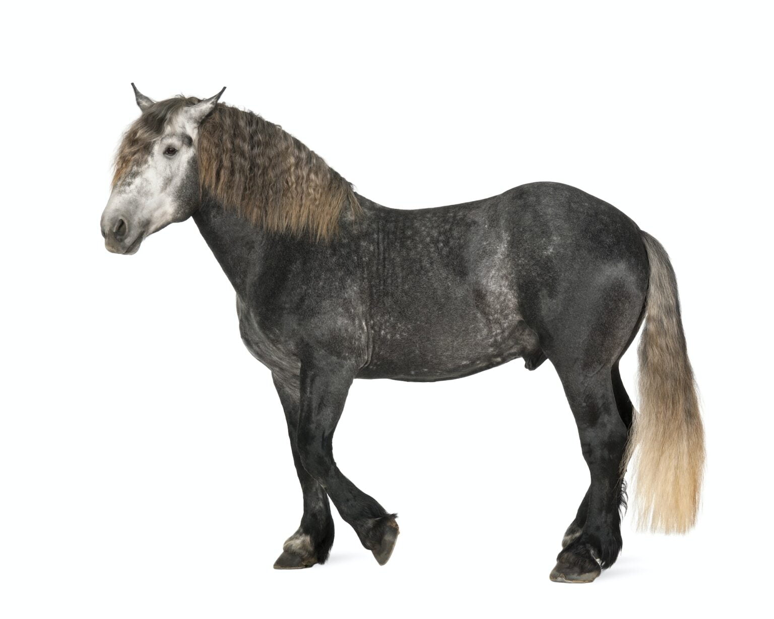 CABALLO PONI » Características, Comportamiento, Alimentación - Cumbre ...