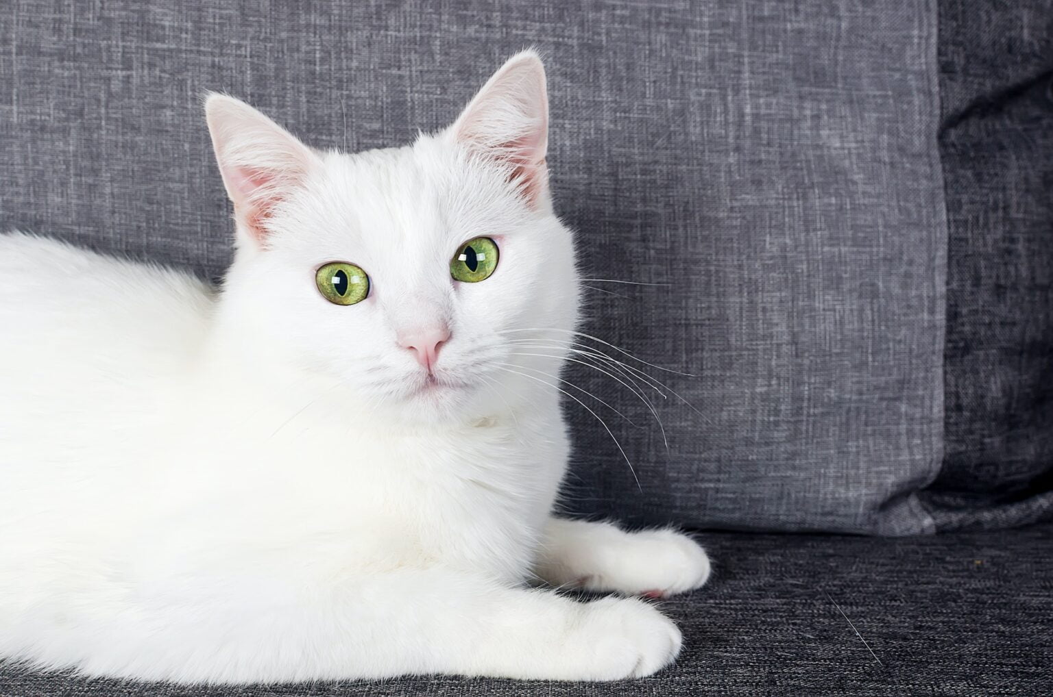 GATO ANGORA TURCO » Características, hábitat, razas y alimentación ...