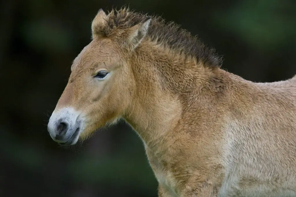 CABALLO » Características, Hábitat, Alimentación - Cumbre Pueblos