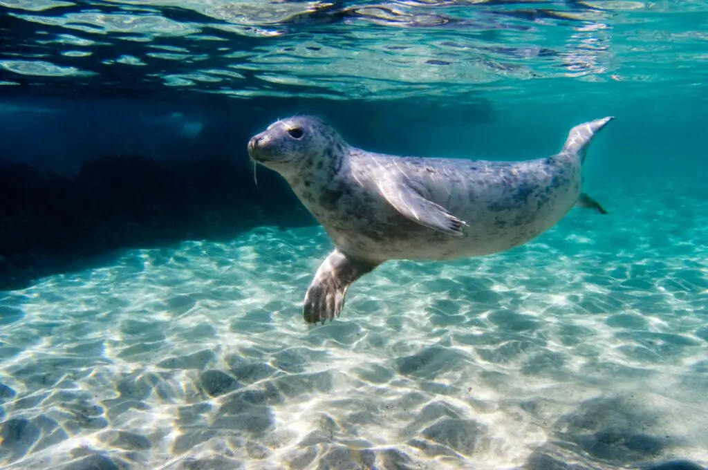 FOCA POLAR » Características, Hábitat, Alimento, Reproducción, Amenazas ...
