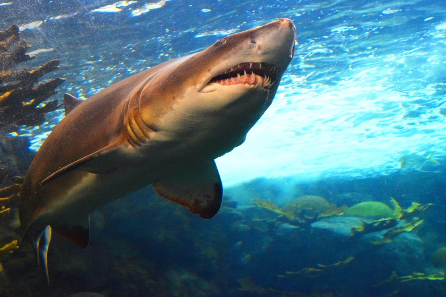 TIBURÓN » Características, Alimentación, Reproducción, Especies ...