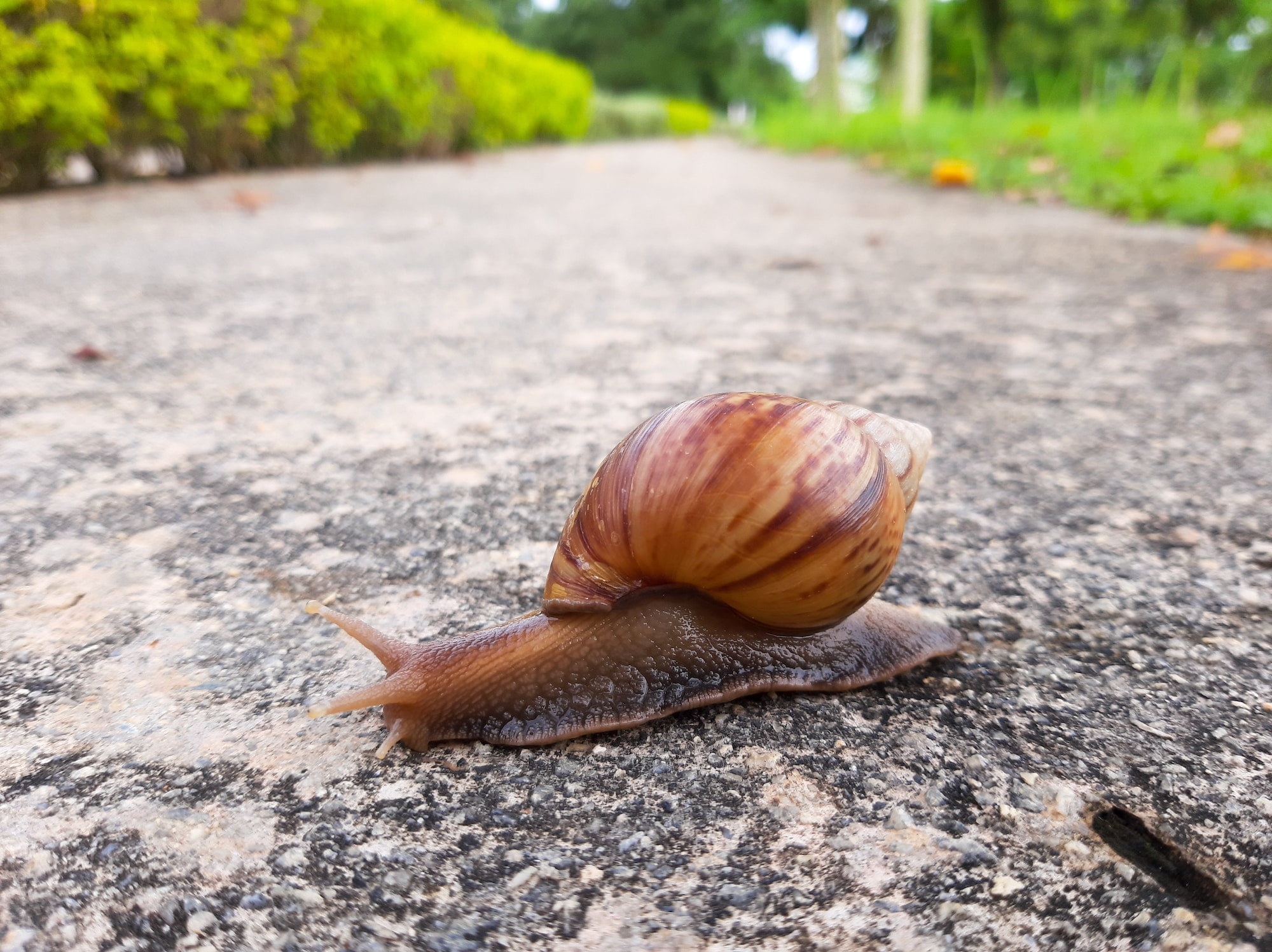 Animales Invertebrados » Conoce su extraordinario mundo