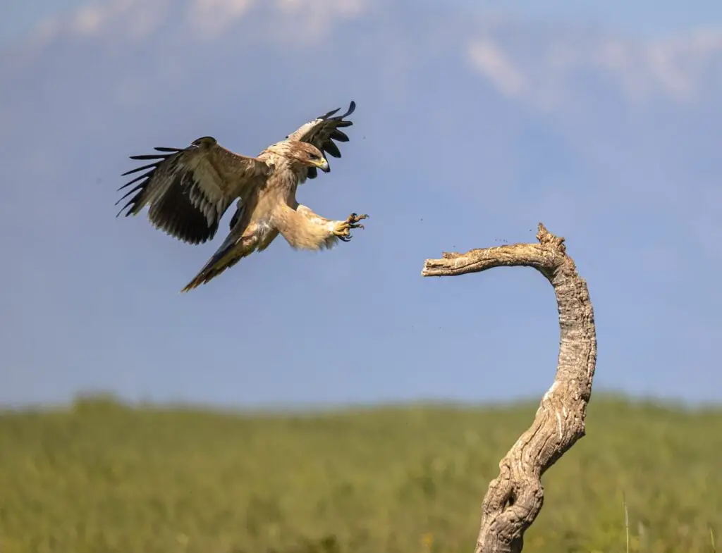 ÁGUILA NEGRA » Características, dónde habita, qué come - Cumbre Pueblos