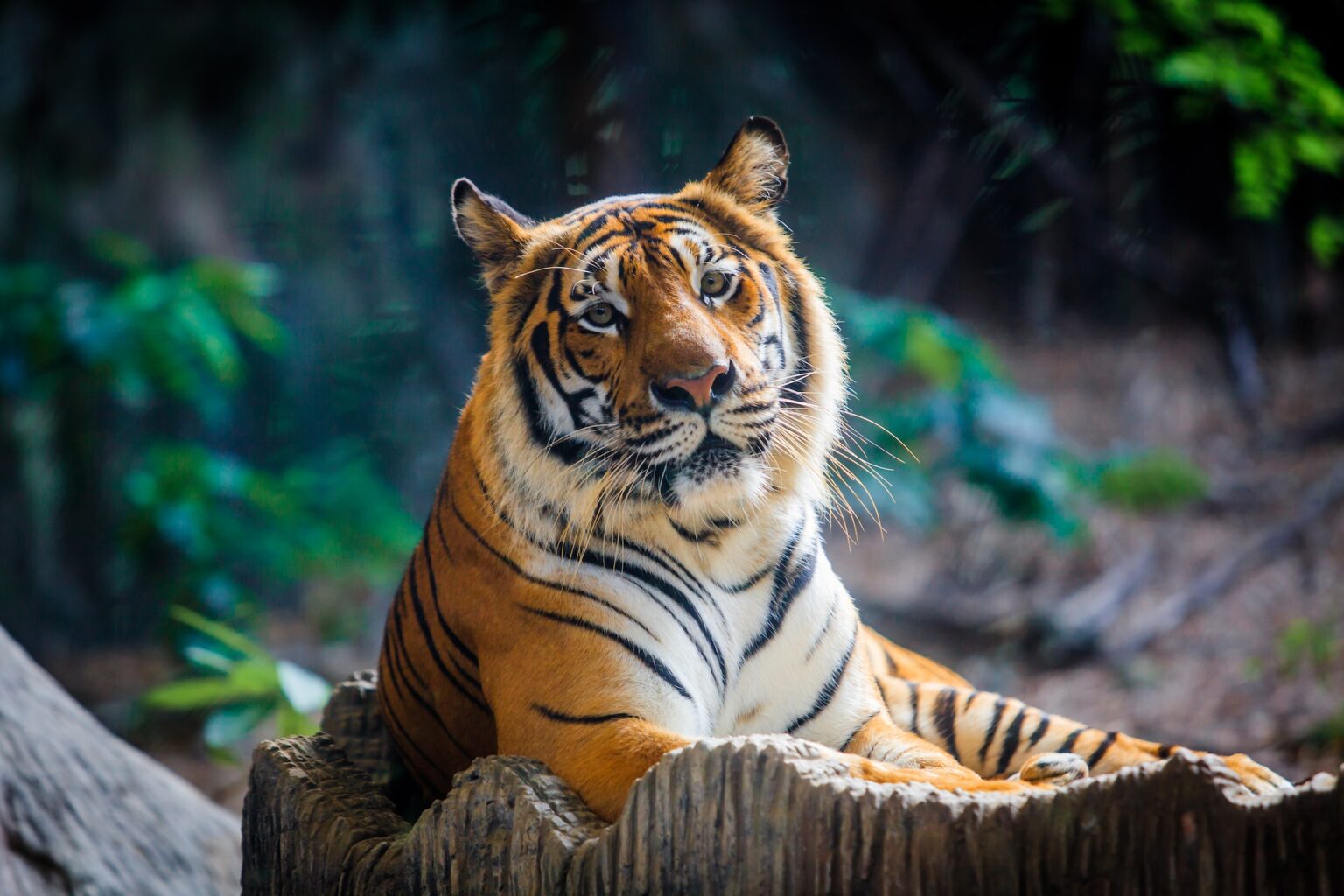 TIGRE DE BENGALA » Cómo es, Dónde vive, Qué come - Cumbre Pueblos