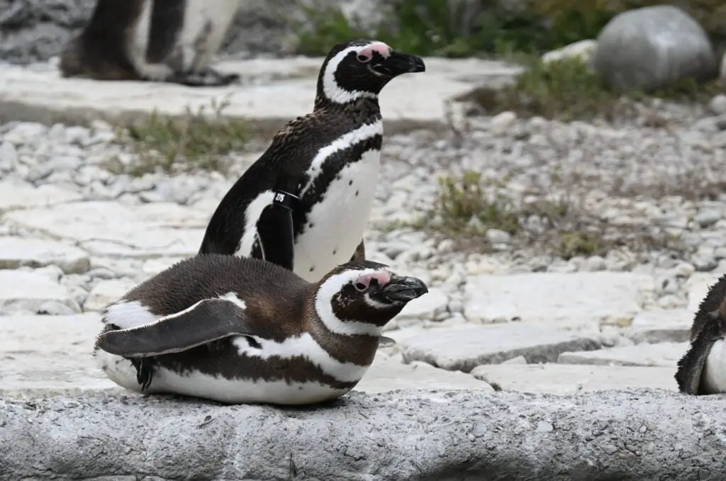 PingÜino De Magallanes Cómo Es Qué Come Cómo Se Reproduce Cumbre