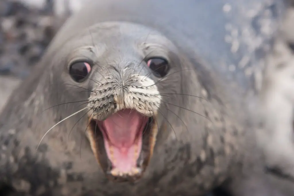 FOCA CANGREJERA » Características, hábitat, reproducción y amenazas ...