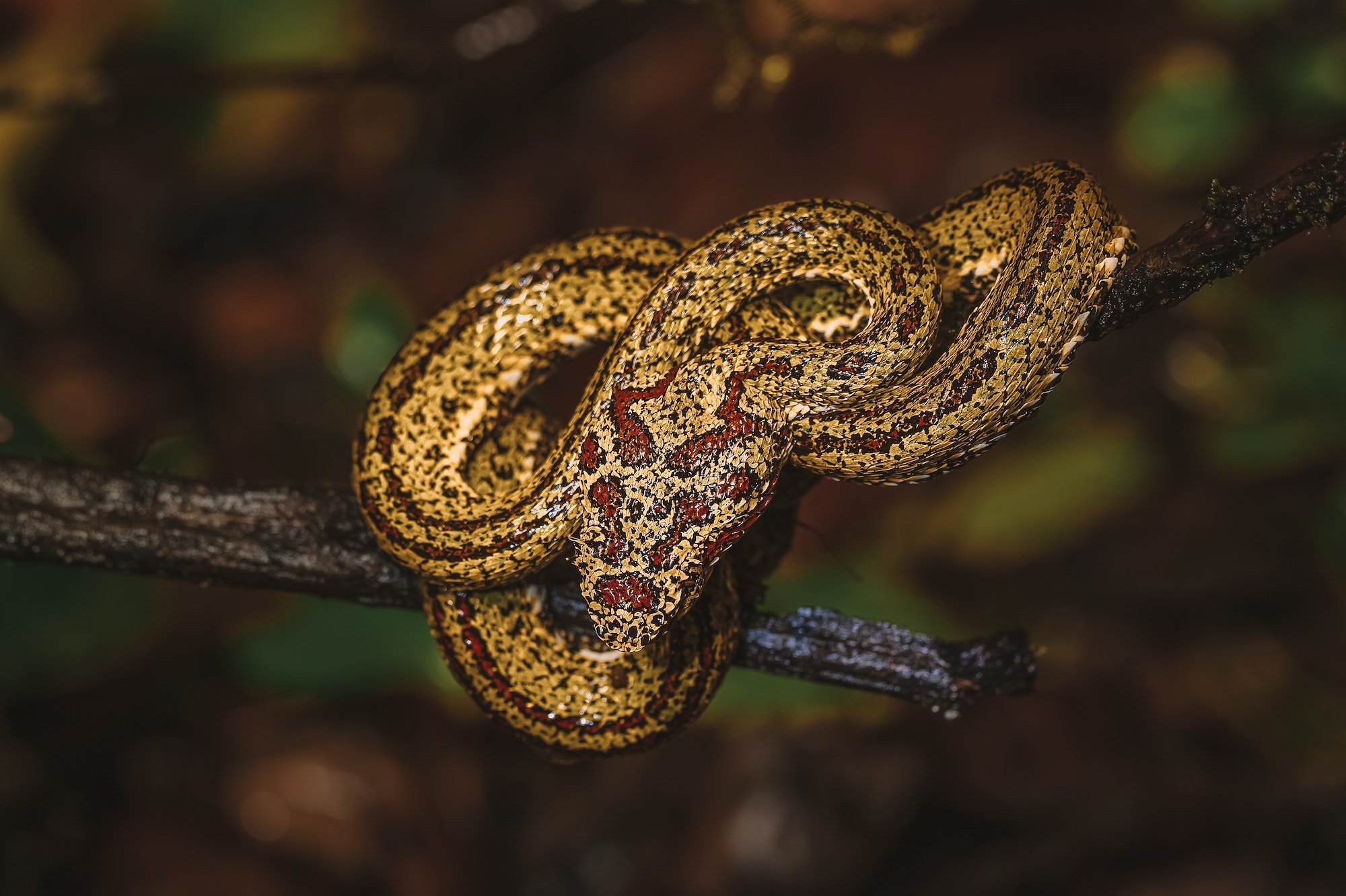 SERPIENTE » Características, Alimentación, Reproducción, Especies ...