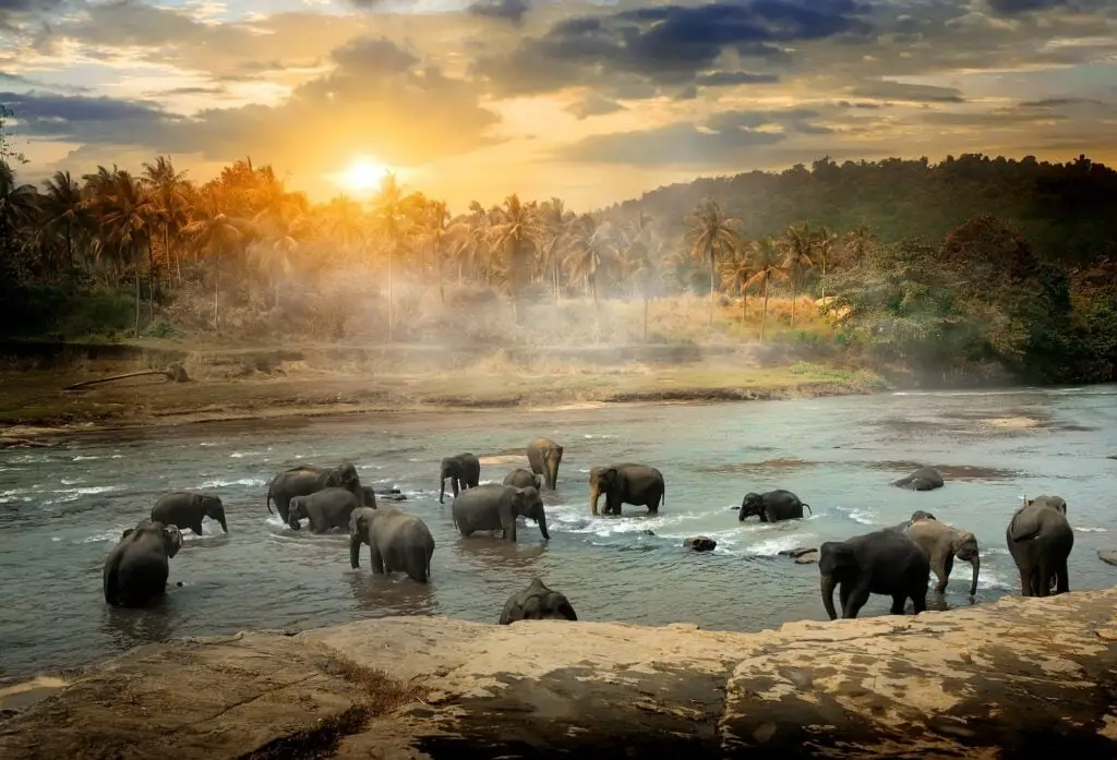 ANIMALES DE LA SELVA » Descubre un poco más acerca de ellos